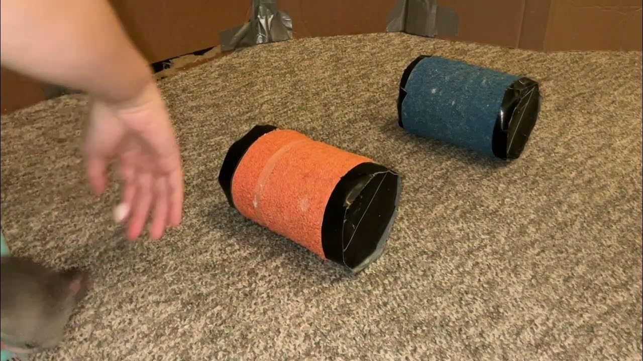 My pet rat Crumb is learning the double barrel walk! - YouTube