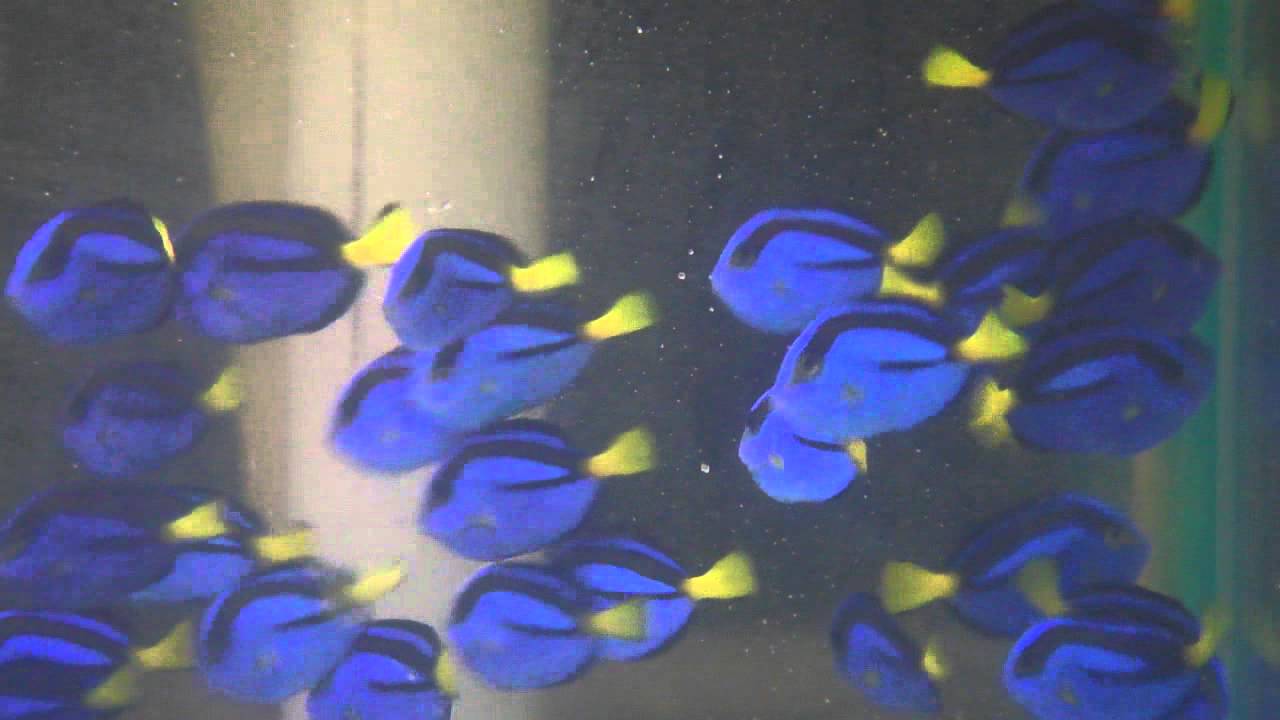 Blue Tang Small - YouTube