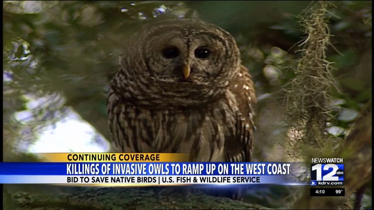 Killings of invasive owls to ramp up on US West Coast in a bid to save ...