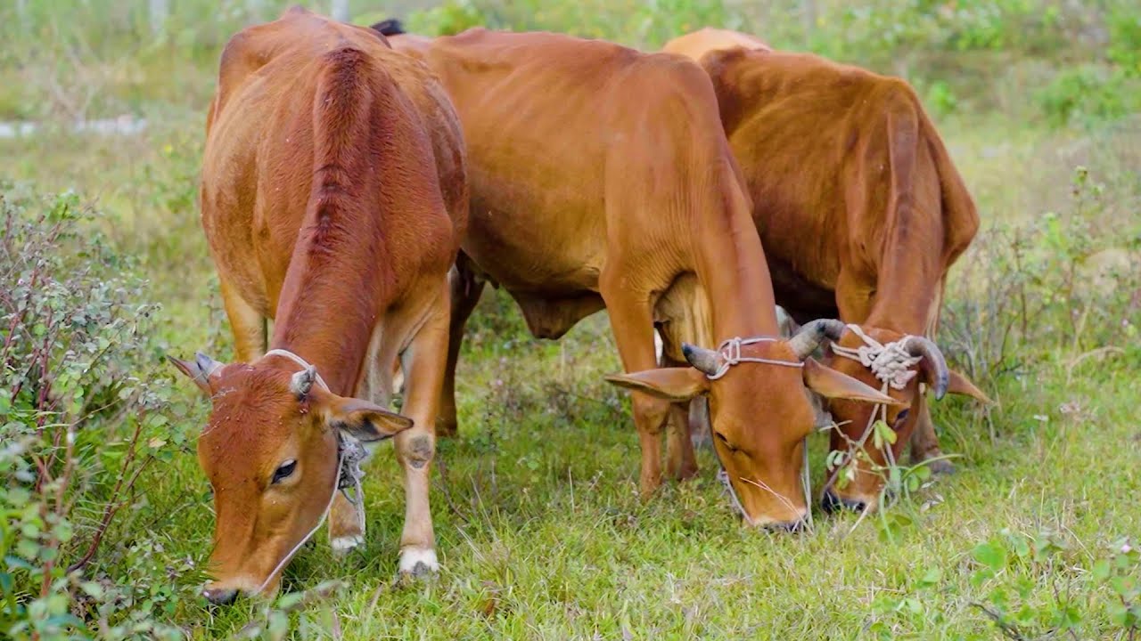 con bò và nhạc chế con bò - video con bò ăn cỏ vui nhộn - YouTube