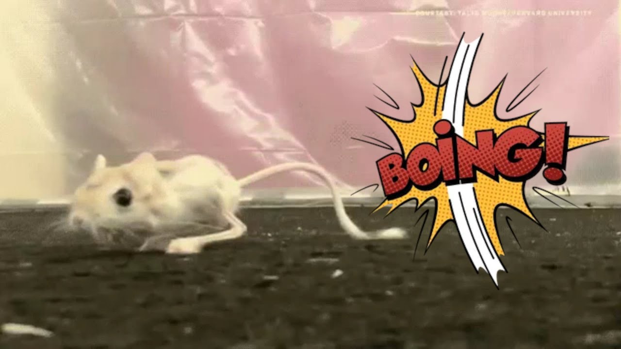 Jerboas with Cartoon Sound Effects - YouTube
