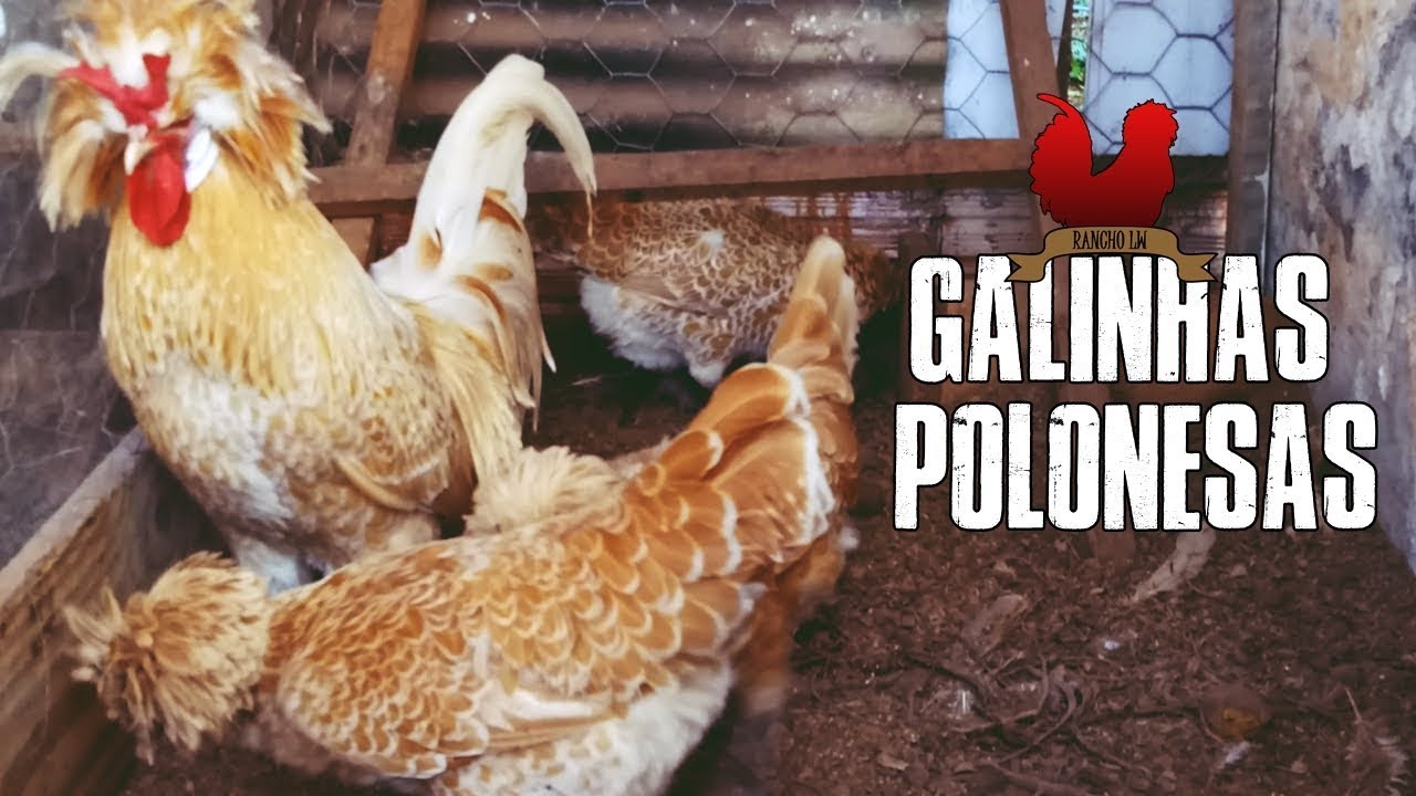 MINHA CRIAÇÃO DE GALINHAS POLONESAS - YouTube