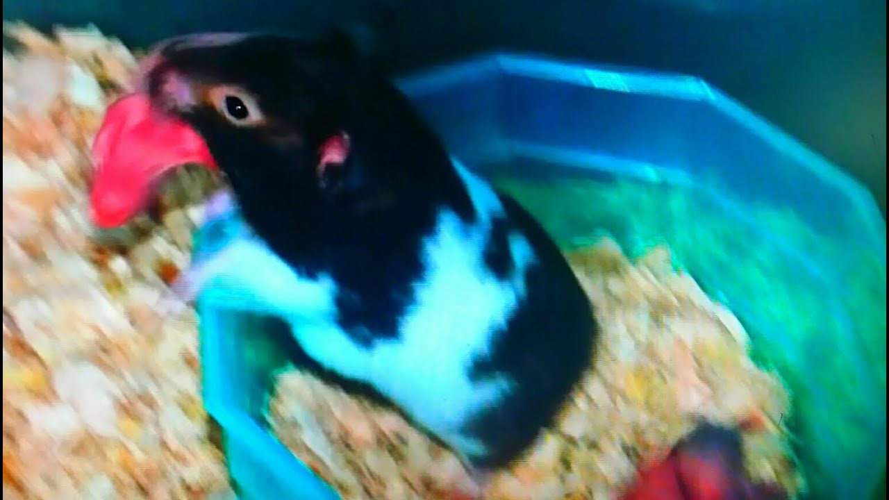 [햄스터]40탄.The mother hamster moving the baby.새끼옮기는 골든햄스터 - YouTube