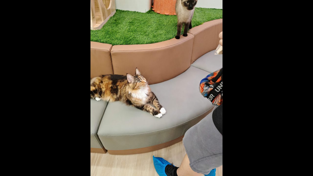 Chucky Cat Cafe Visit - YouTube