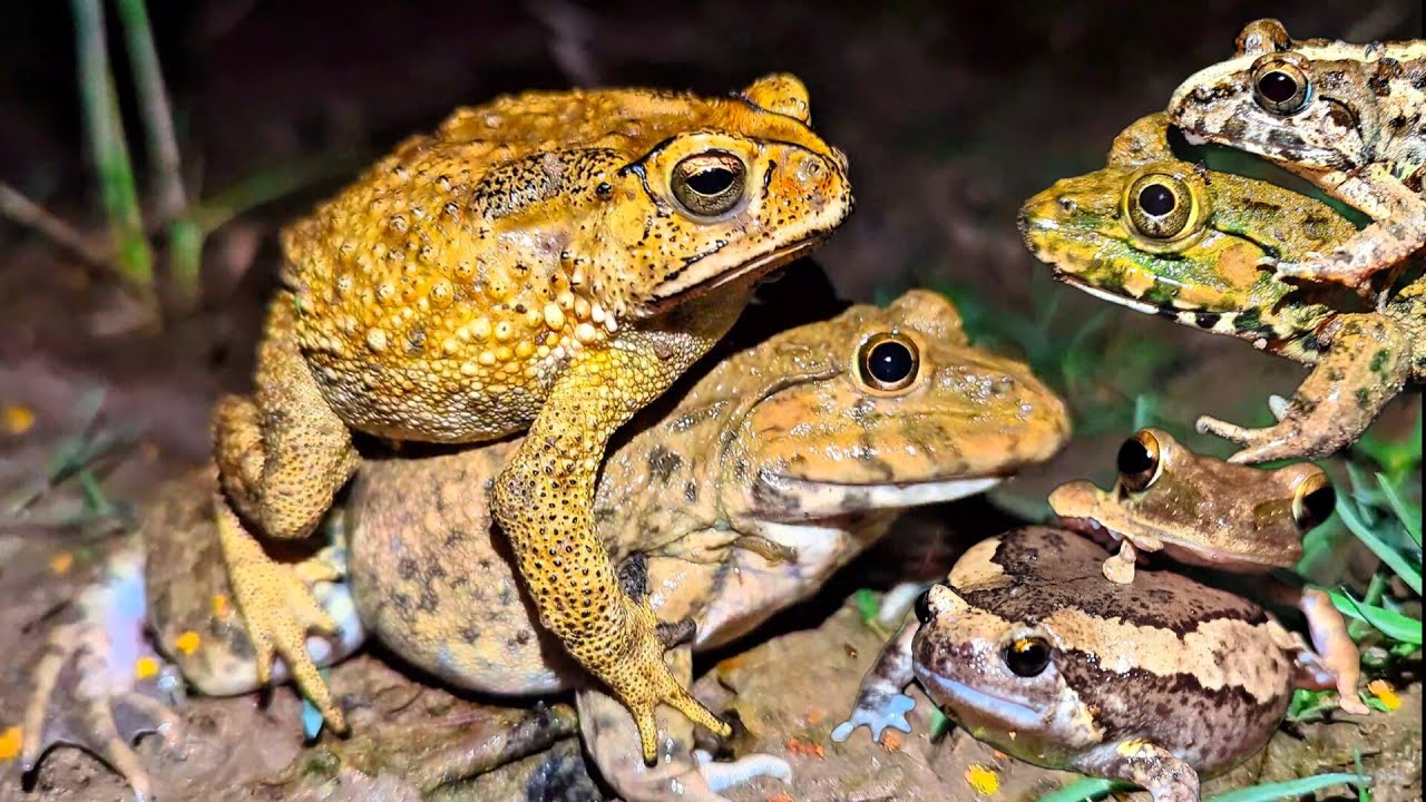 Funny Frogs Compilation Boing Boing | Frogs viral funny animal videos ...