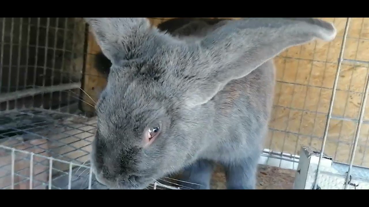 German Spotted Giant - Rabbits/ ბოცვერი - YouTube