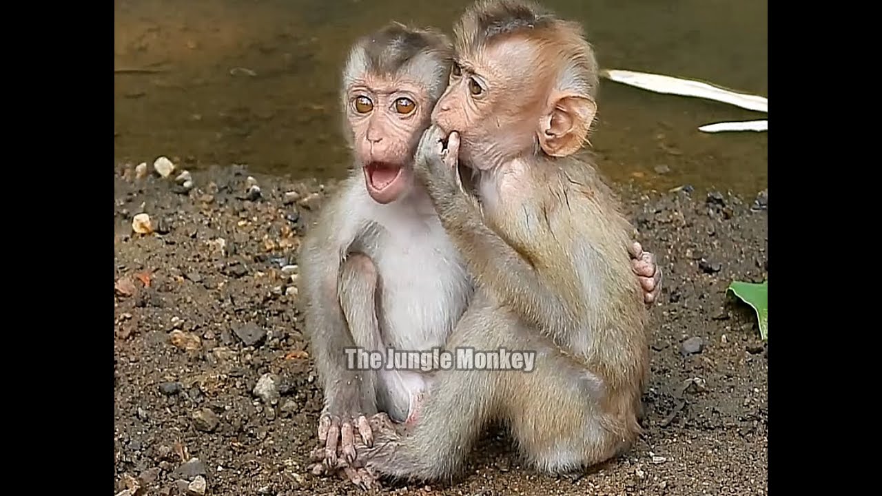 Two poor baby monkeys miss where they used to live. Here is a fruit ...