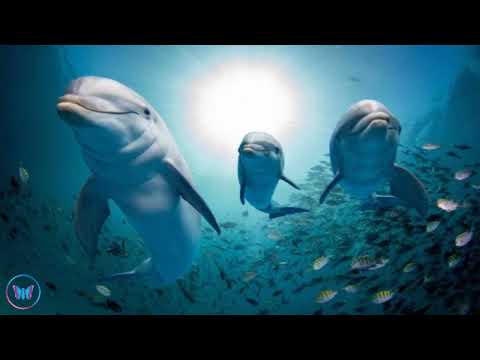 10 Hours Relaxing Underwater Sounds For Sleep Dolphin And Whale Noises ...