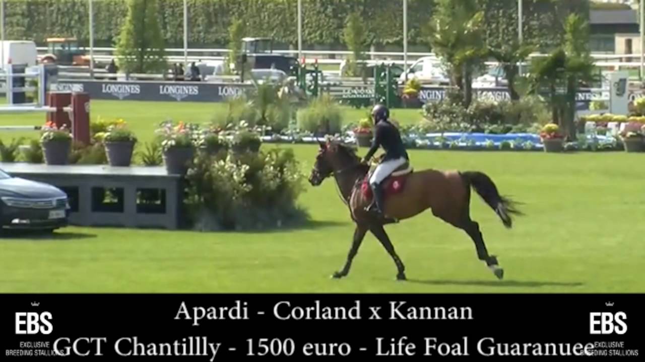 Exclusive Breeding Stallions - Apardi - Corland x Kannan - YouTube