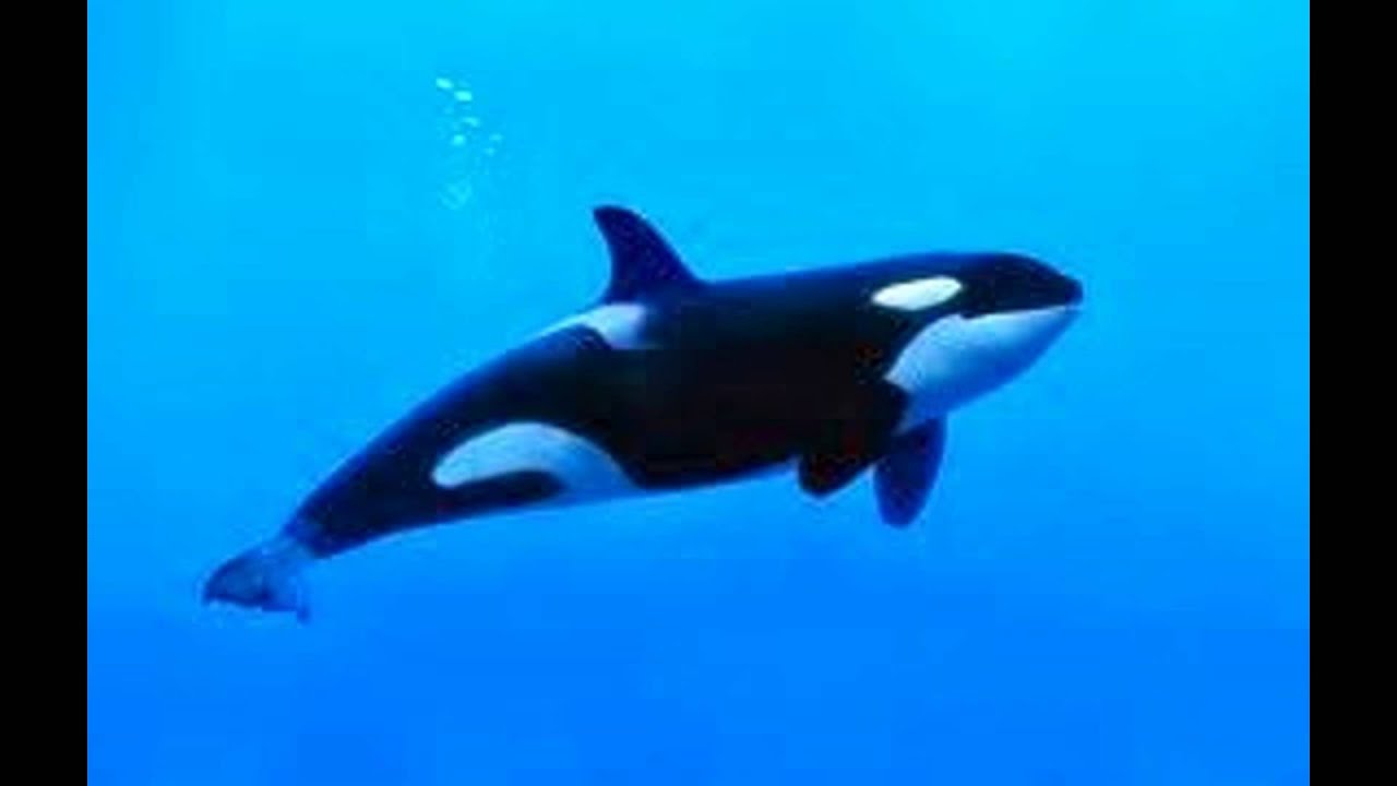 ballena orca - YouTube