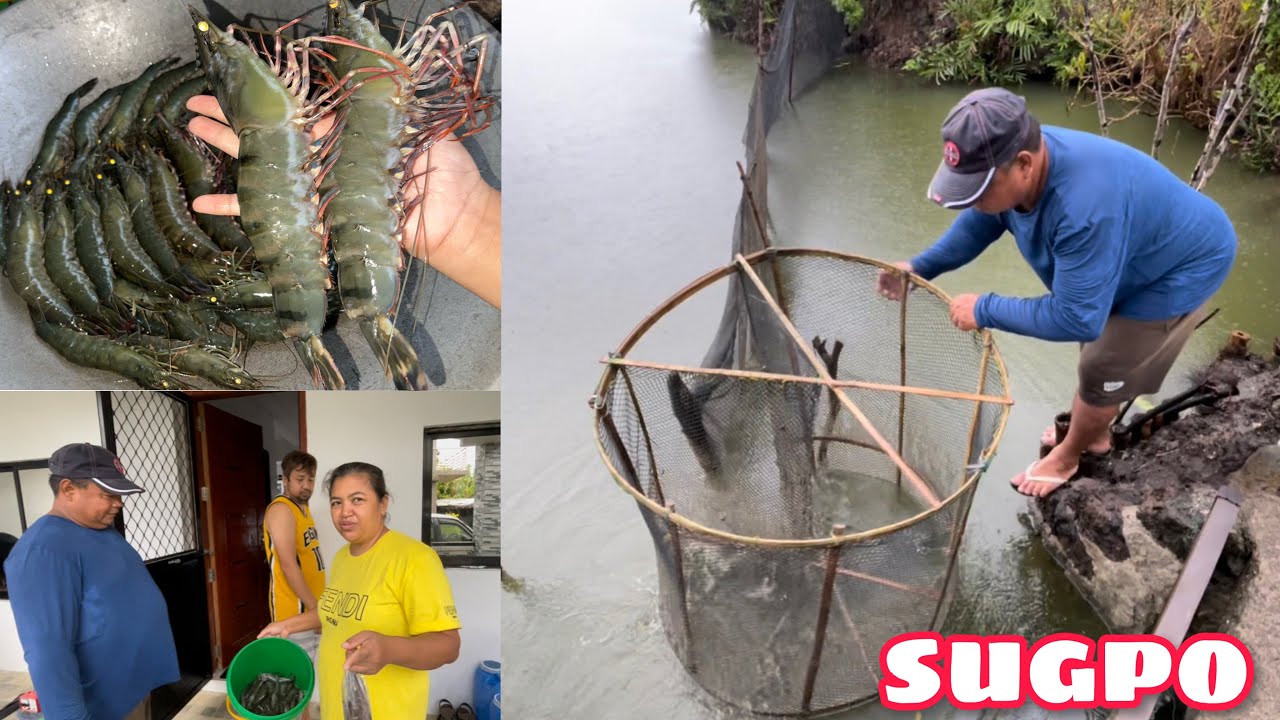 MARAMING HULING SUGPO SA PALAISDAAN | PRAWN TRAP | CATCH & SELL - YouTube