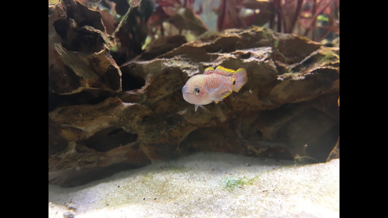 Rainbow Fish Community Tank! ~Brine Shrimp Feeding~ - YouTube