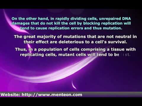AP Biology - Difference between DNA Damage and Mutation - YouTube