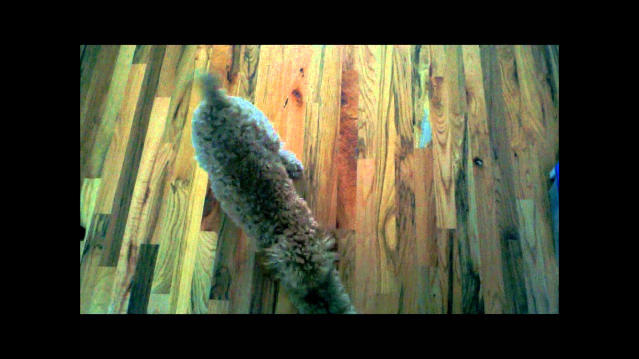 Crede the Cockapoo as "Wiggle Man" - YouTube