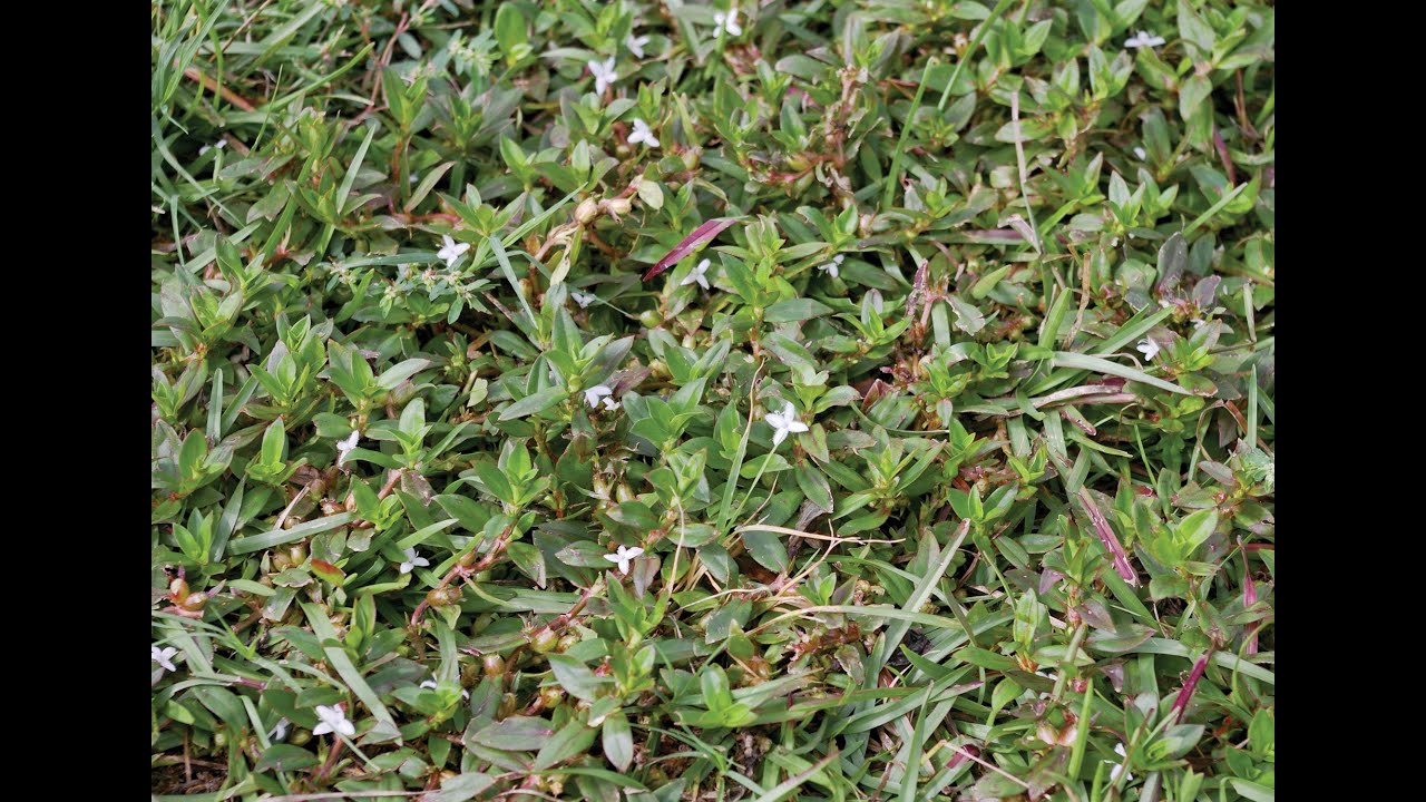 Virginia buttonweed - YouTube