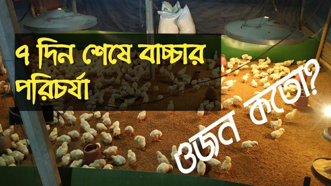 ৭ দিনে বাচ্চার কি পরিচর্যা করছি? ওজন কতো হলো মুরগির বাচ্চার? 7 days ...