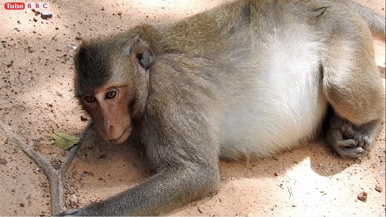 Poor Monkeys With Rich Monkeys Compilation - YouTube