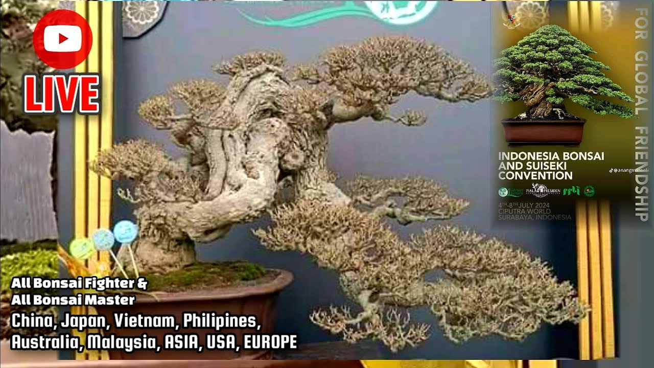 Indonesia Bonsai and Suiseki Convention-Ultimate Bonsai From Indonesia ...