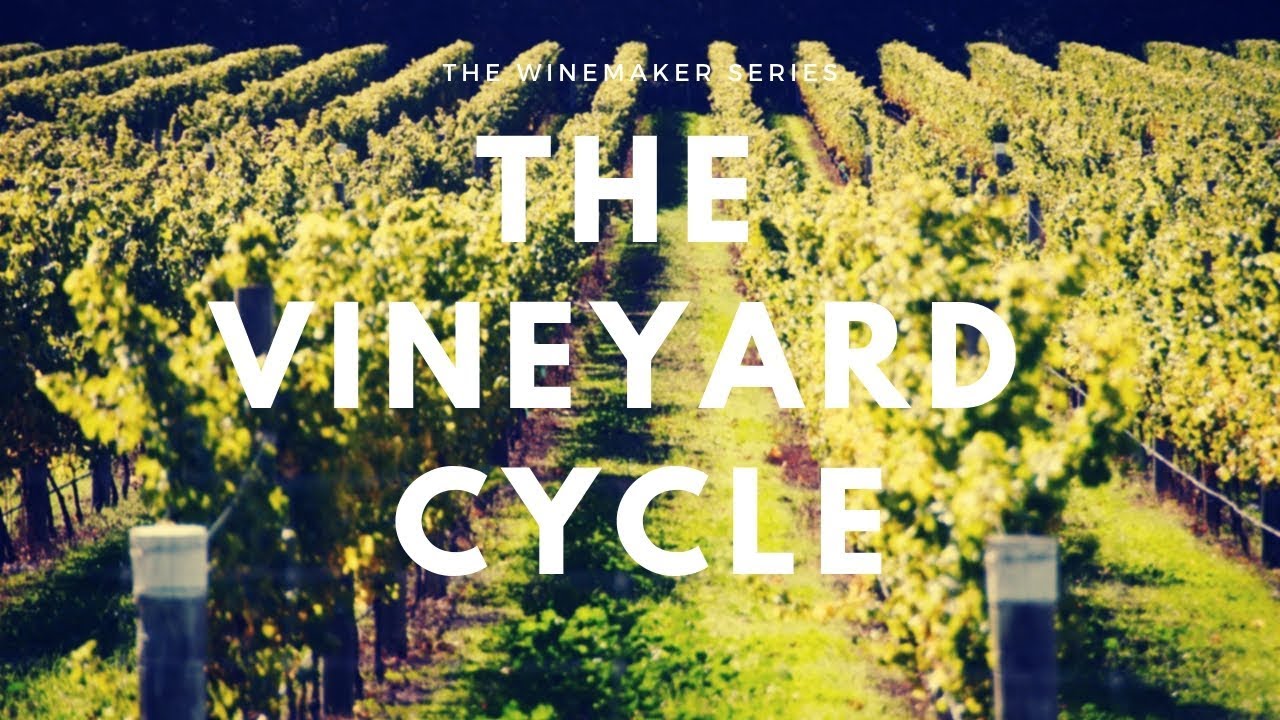 The Vineyard Cycle - 12 Months in the Life of a Vine - YouTube