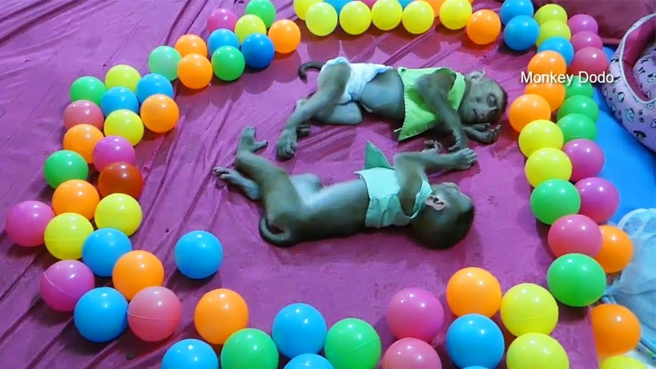 Baby Monkey Dodo | Wow Awesome Dodo Mori Have A Sweet Dream In Heart ...