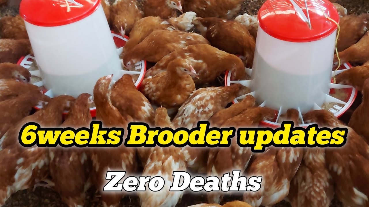 6 weeks layer chicken updates with ZERO DEATHS / What to do at what ...
