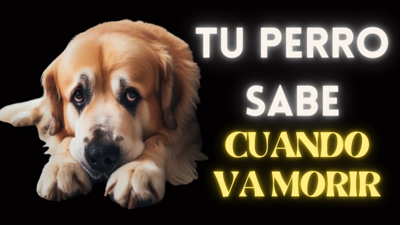 7 SEÑALES que Indican que tu PERRO está MURIENDO 😢🐾 - YouTube