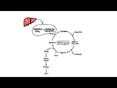 How to draw a urea cycle diagram - YouTube