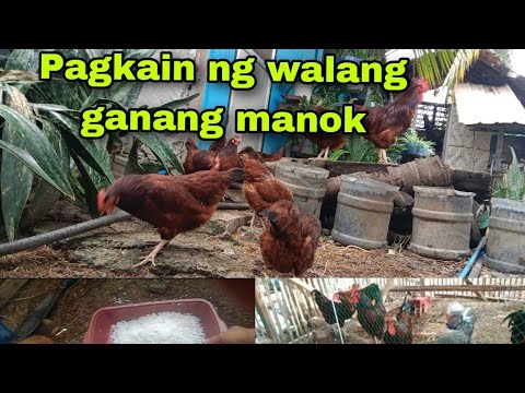Ito pala ang pagkain ng manok na walang ganang kumain @itsmehgr5051 ...