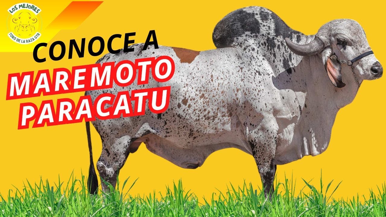 ¿Quién es MAREMOTO PARACATU? - YouTube