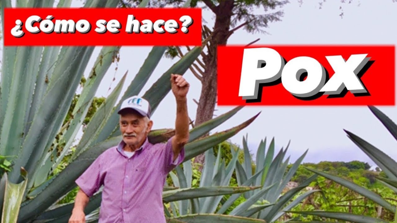El POX (Posh) 🔻 1 de los 3 tragos de Chiapas / ¿Cómo se hace, Cuántos ...