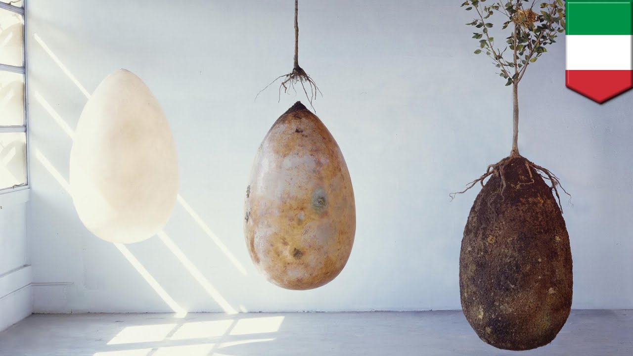 Burial pods that turn bodies into trees are an eco-friendly alternative ...