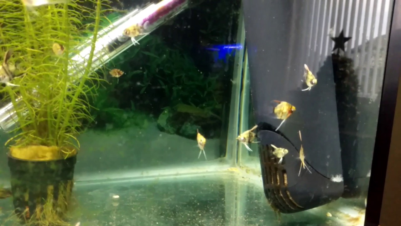 Angel fish fry 6 week's old - YouTube