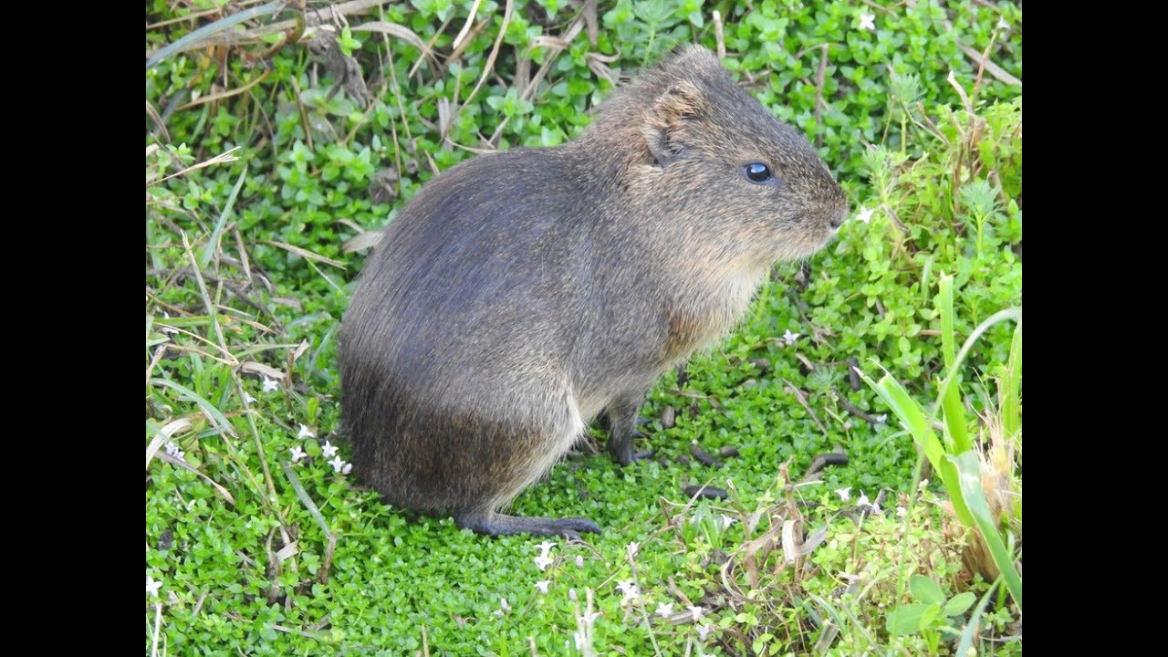 animal selvagem PREÁ NO GRAMADO fauna brasileira roedor. - YouTube
