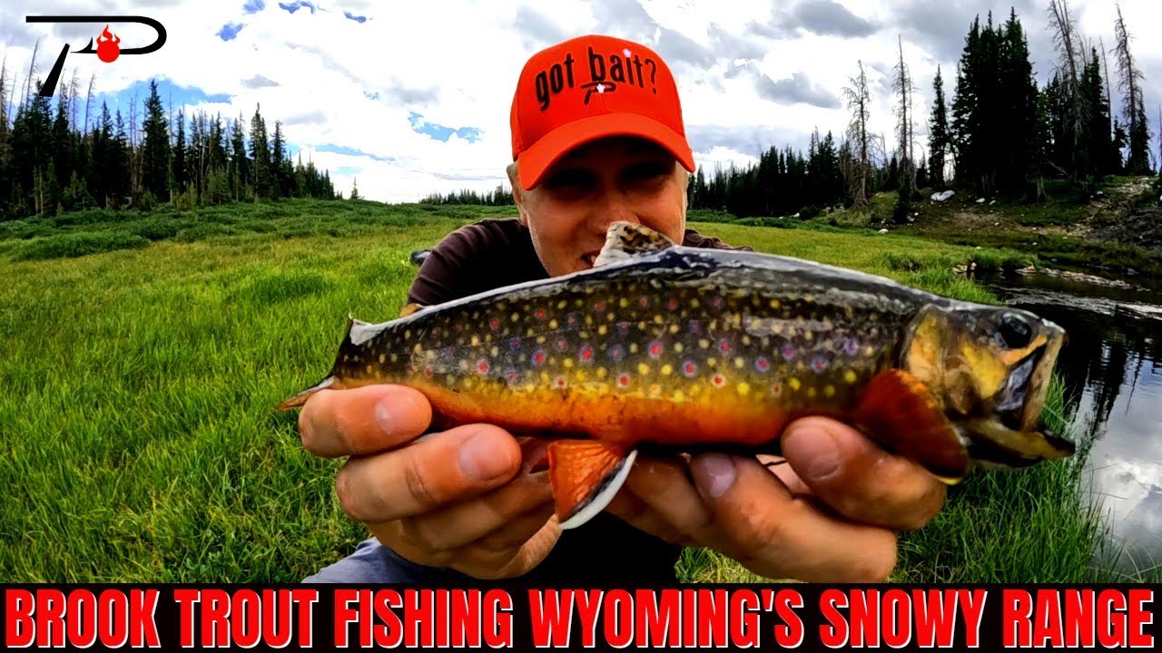 Brook Trout Fishing Can Be Non-Stop in Wyoming's Snowy Range - YouTube