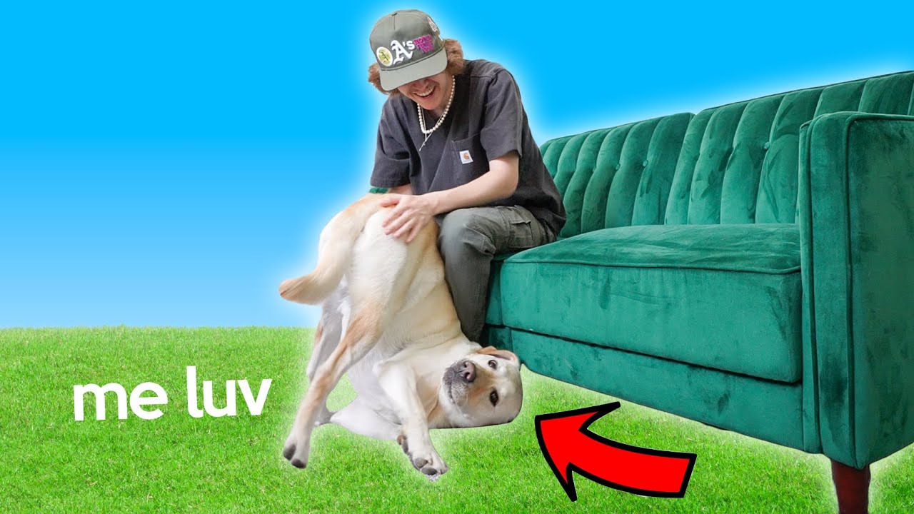 Labrador Has Adorable Reaction To Butt Rubs!! - YouTube