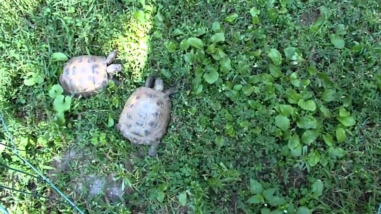 Outdoor Russian Tortoise Feeding Idea - YouTube