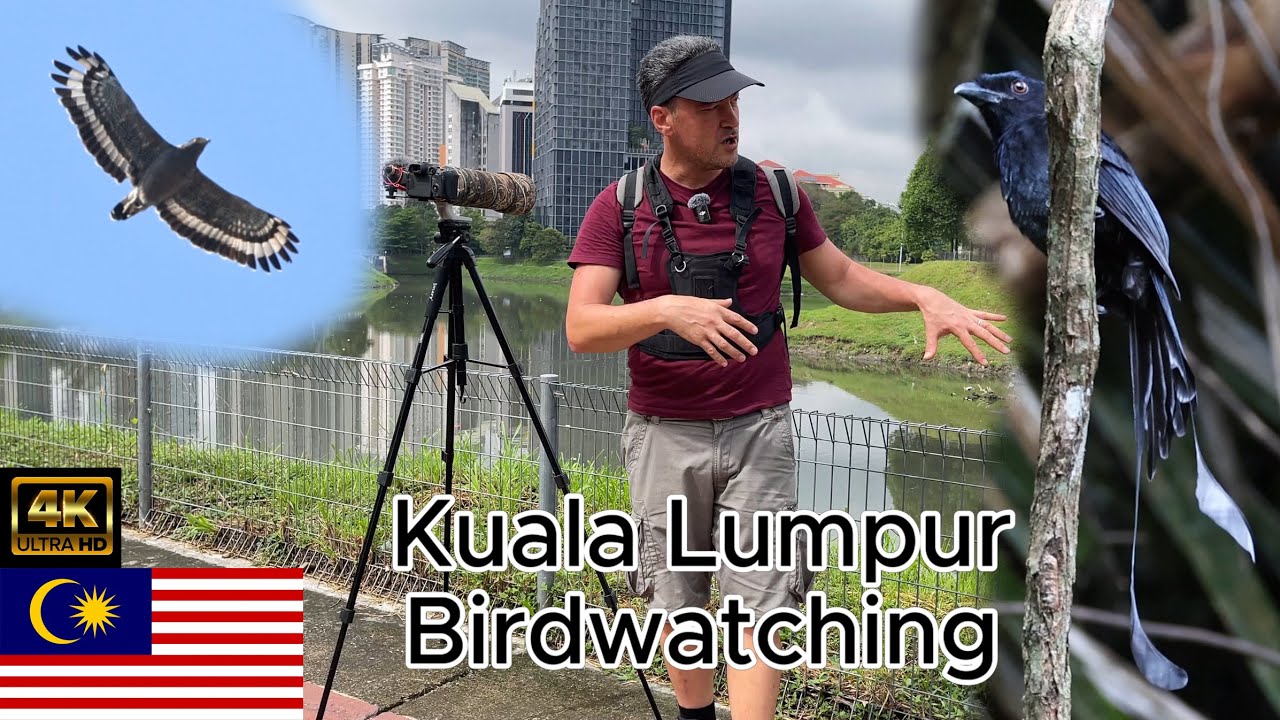 Kuala Lumpur Malaysia Birdwatching part 4, Forest Eco Canopy Walk, Sungai Bunus Retention Pond ...