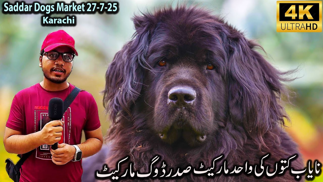 Saddar Exotic Dogs Market 27-7-25 Karachi | Pekingese Dog German ...