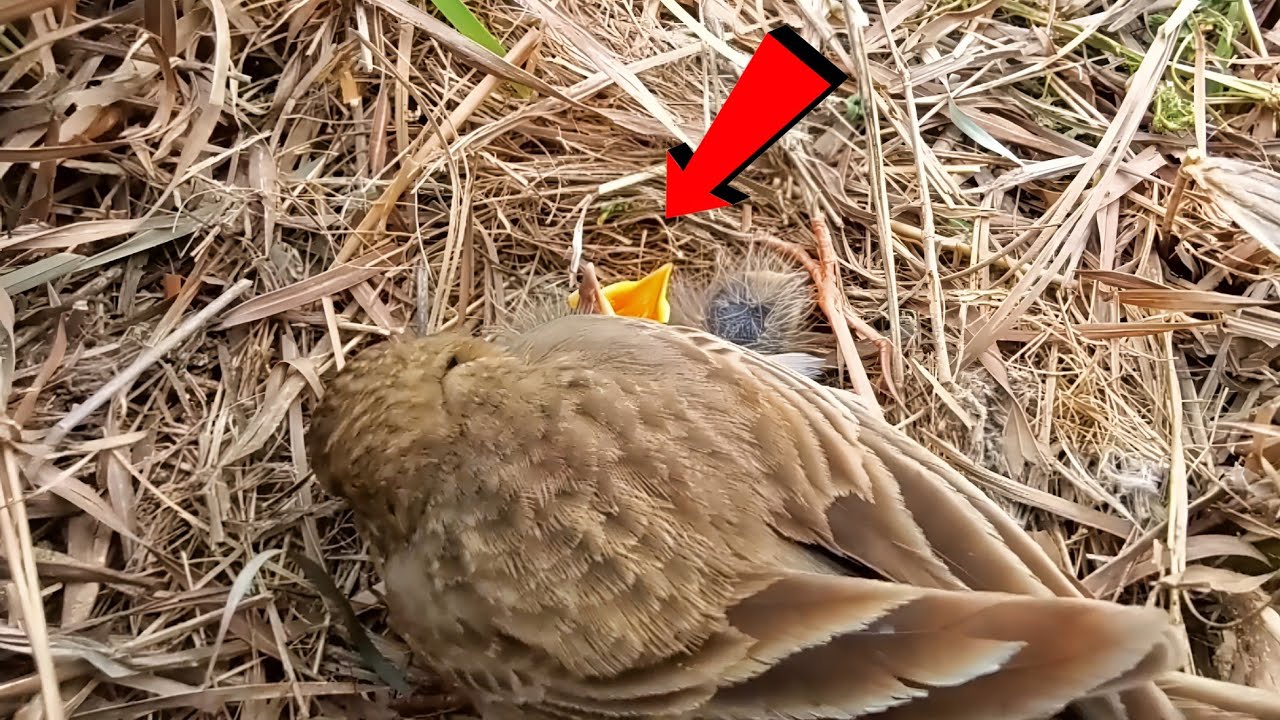 A baby Pipit bird is coming out from under it @birdswithme107 - YouTube