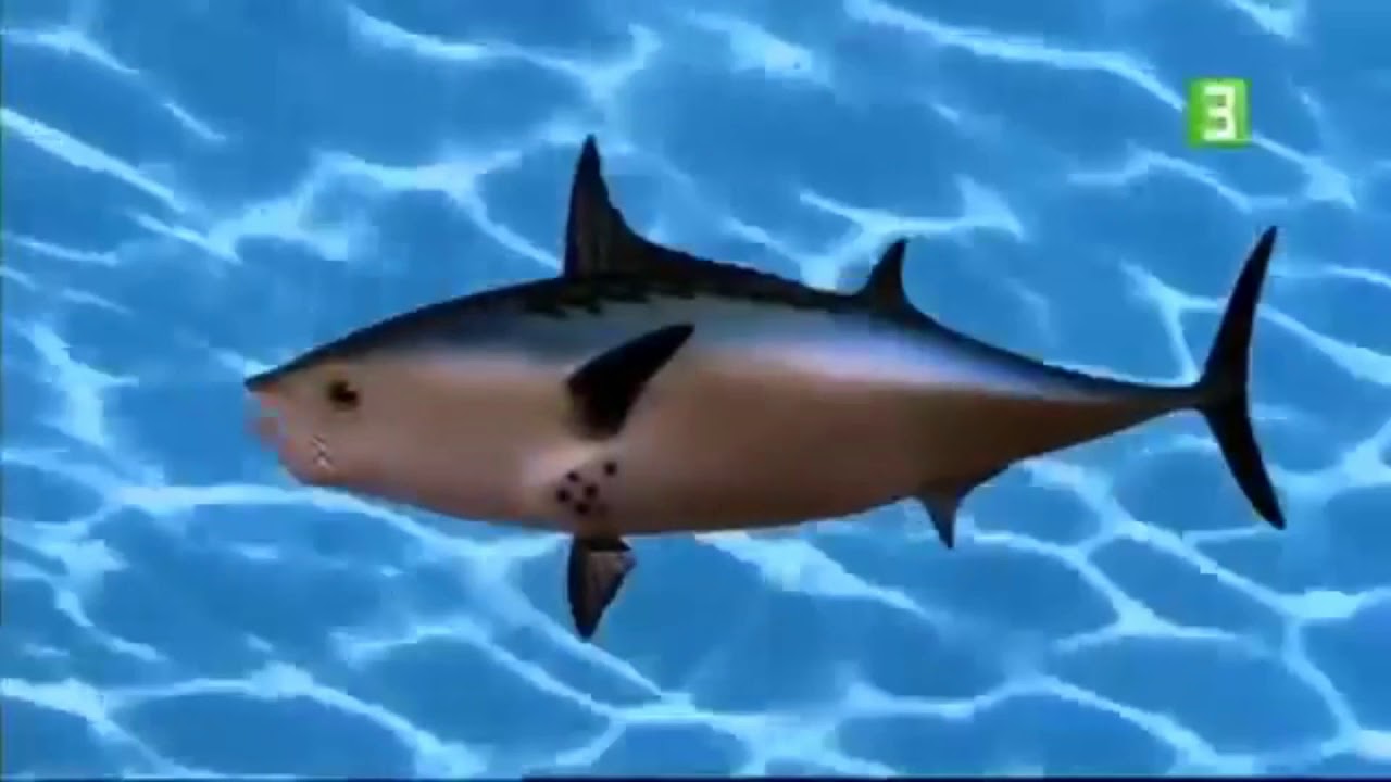 Spongebob Fish Intro