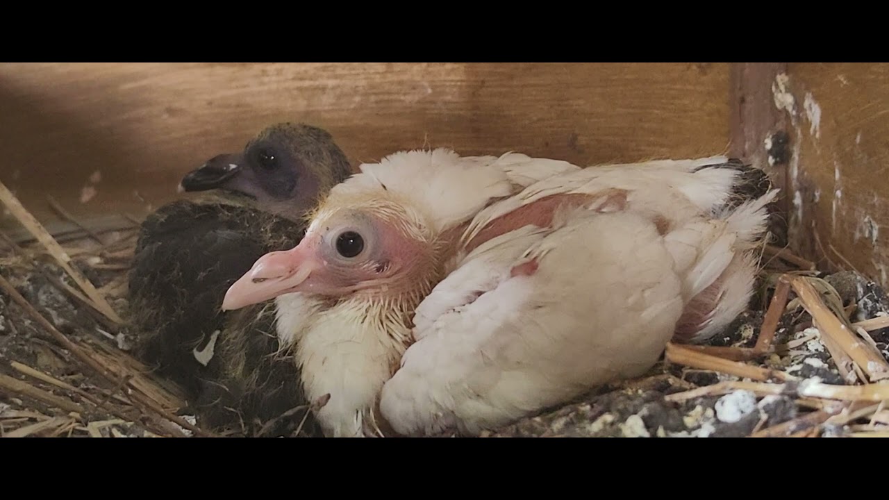 Baby Dove feathers are thickening #love #dove #birds #viral #shorts # ...