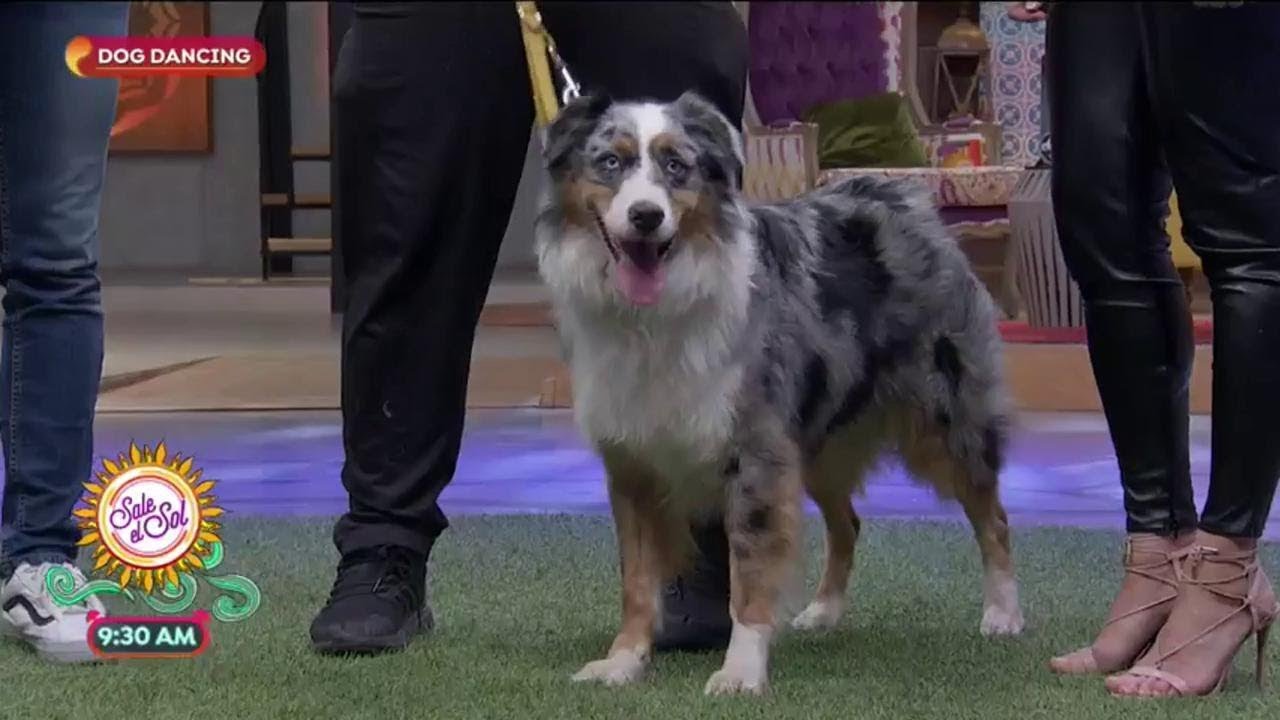 Dog Dancing: el deporte que te pone a bailar con tu perro | Sale el Sol ...