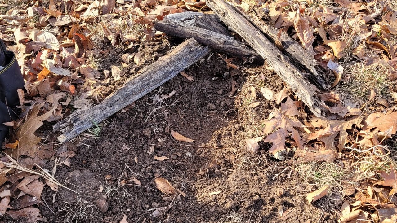 Coyote & Bobcat Sets On The Big Property - YouTube