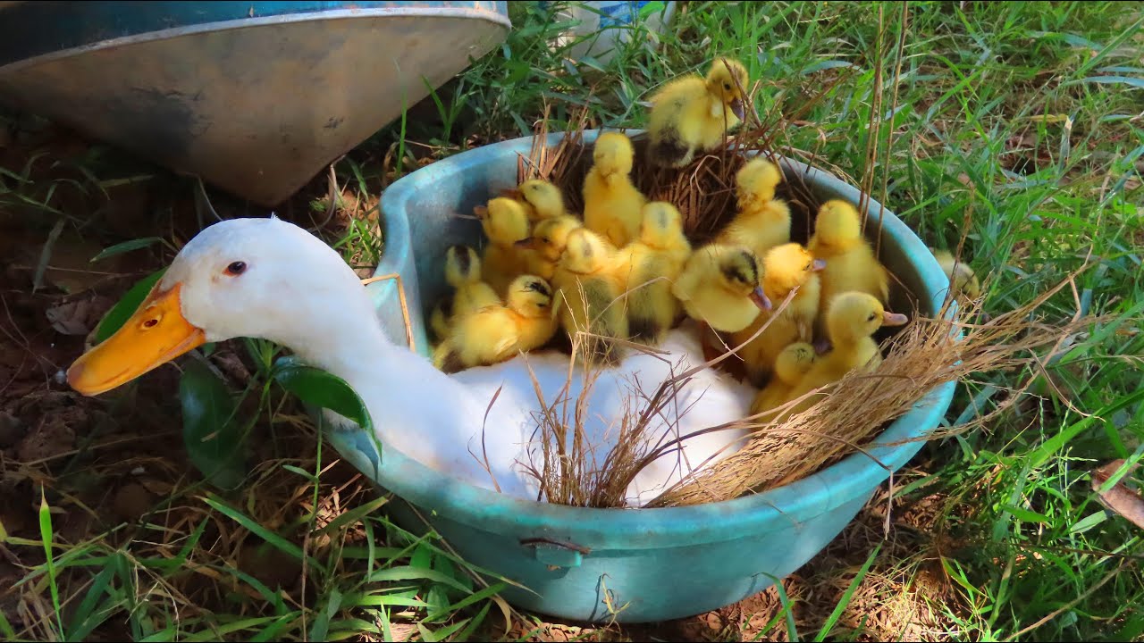 Amazing Pekin Duckling Hatching From Eggs - Nee Lovely Baby Duck Born ...