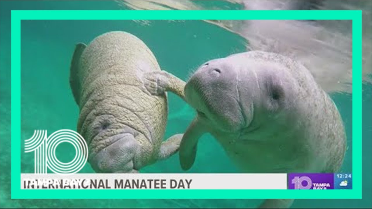 Happy International Manatee Day! - YouTube