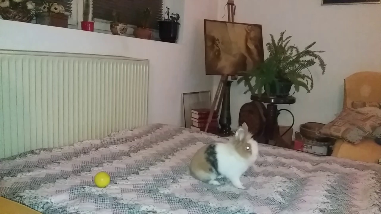 Zeka skoči MiŠ - YouTube