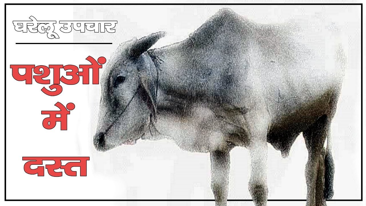 HOME REMEDY- LOOSE MOTION IN CATTLE - YouTube