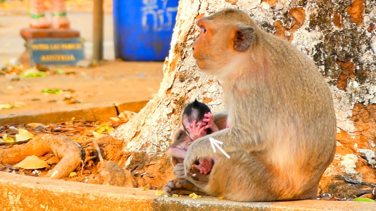 God look...What happens with tiny baby monkey SAM? - YouTube