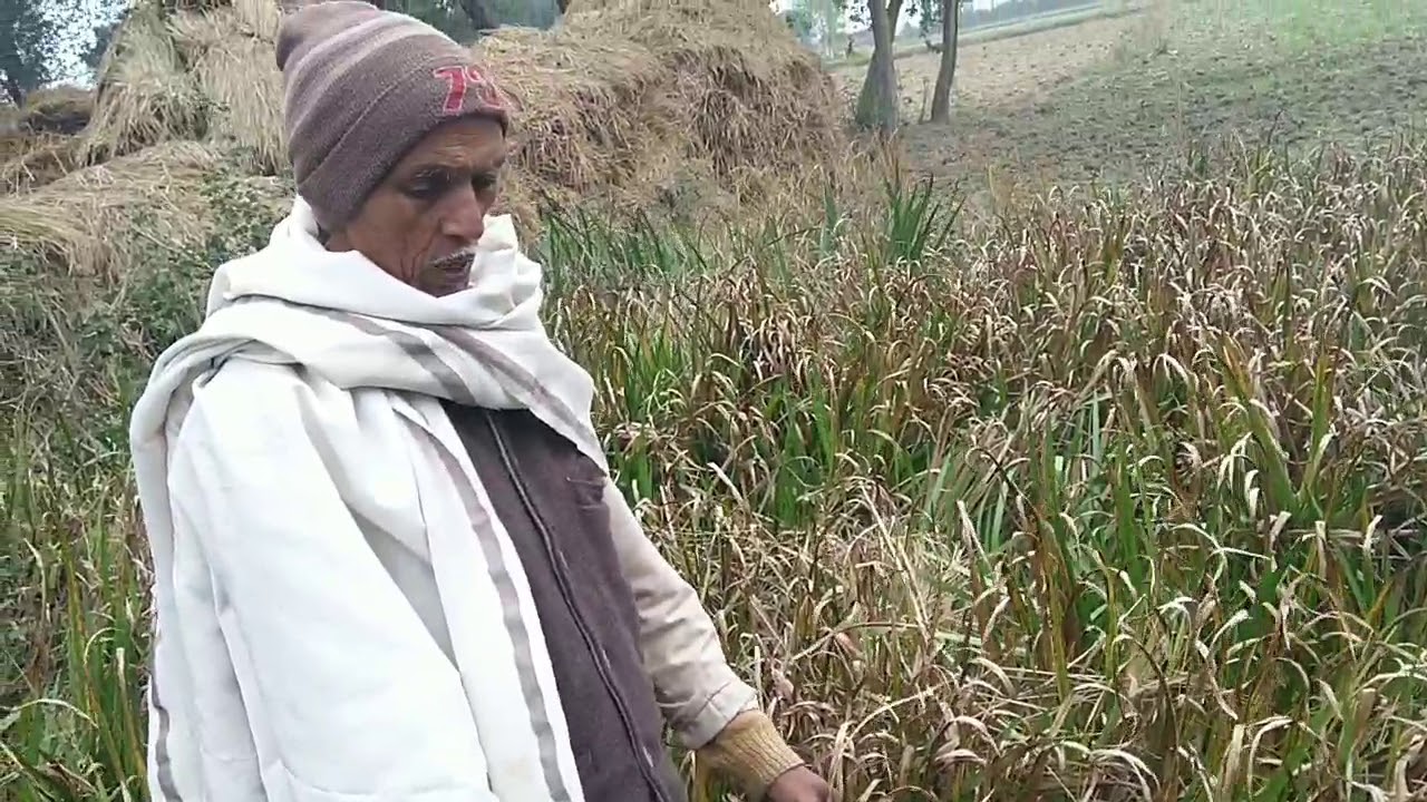 पागलपन लकवा और माइग्रेन को करे दुर / Bren tonic Maigren and Falish Ko ...