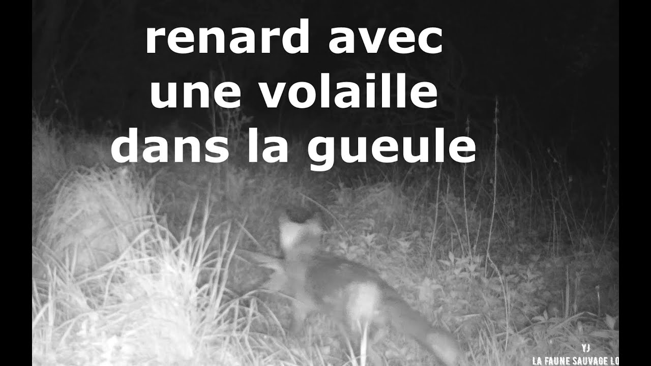 Menu du jour du renard - Laie : la mise-bas approche vu le ventre ! (5 ...